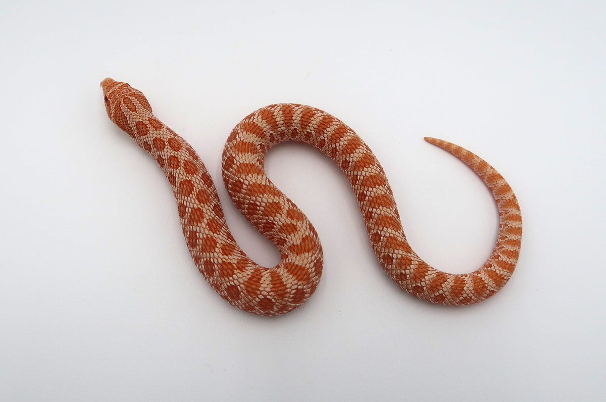 Albino Possible Het Snow – Reptilian Arts