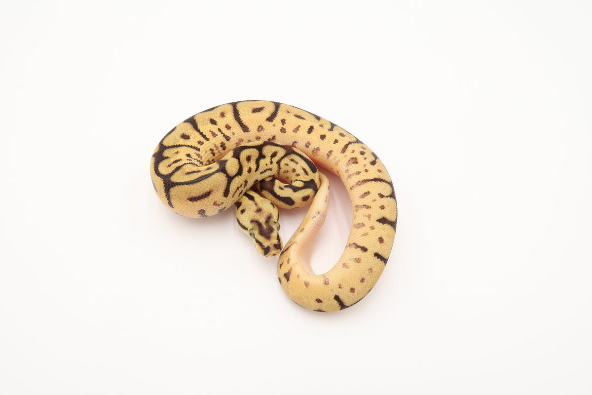 Bumble Bee 50% Het Piebald – Reptilian Arts