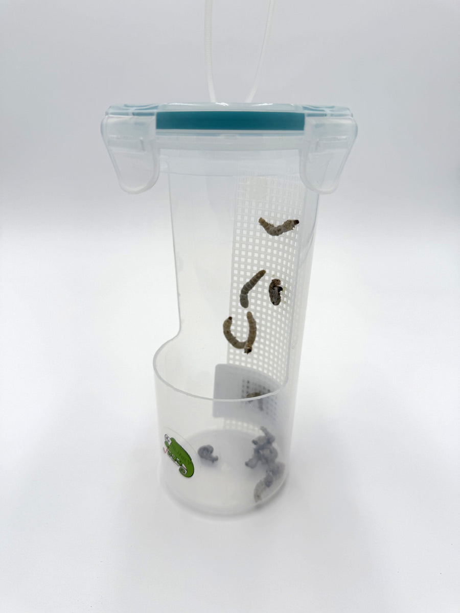 Blinky Bug Bar – Reptilian Arts