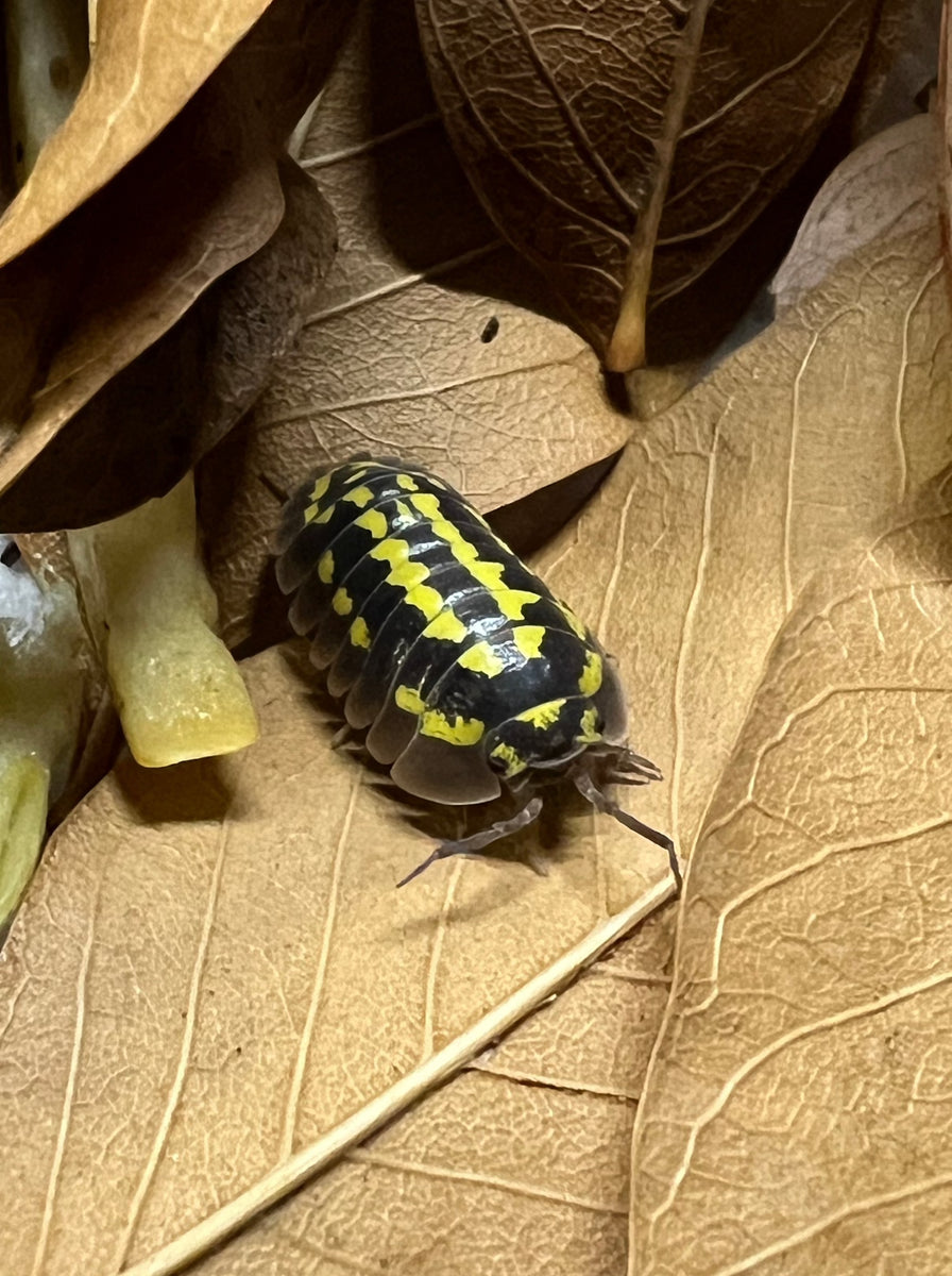Yellow Spotted Isopods- 12 Count – Reptilian Arts