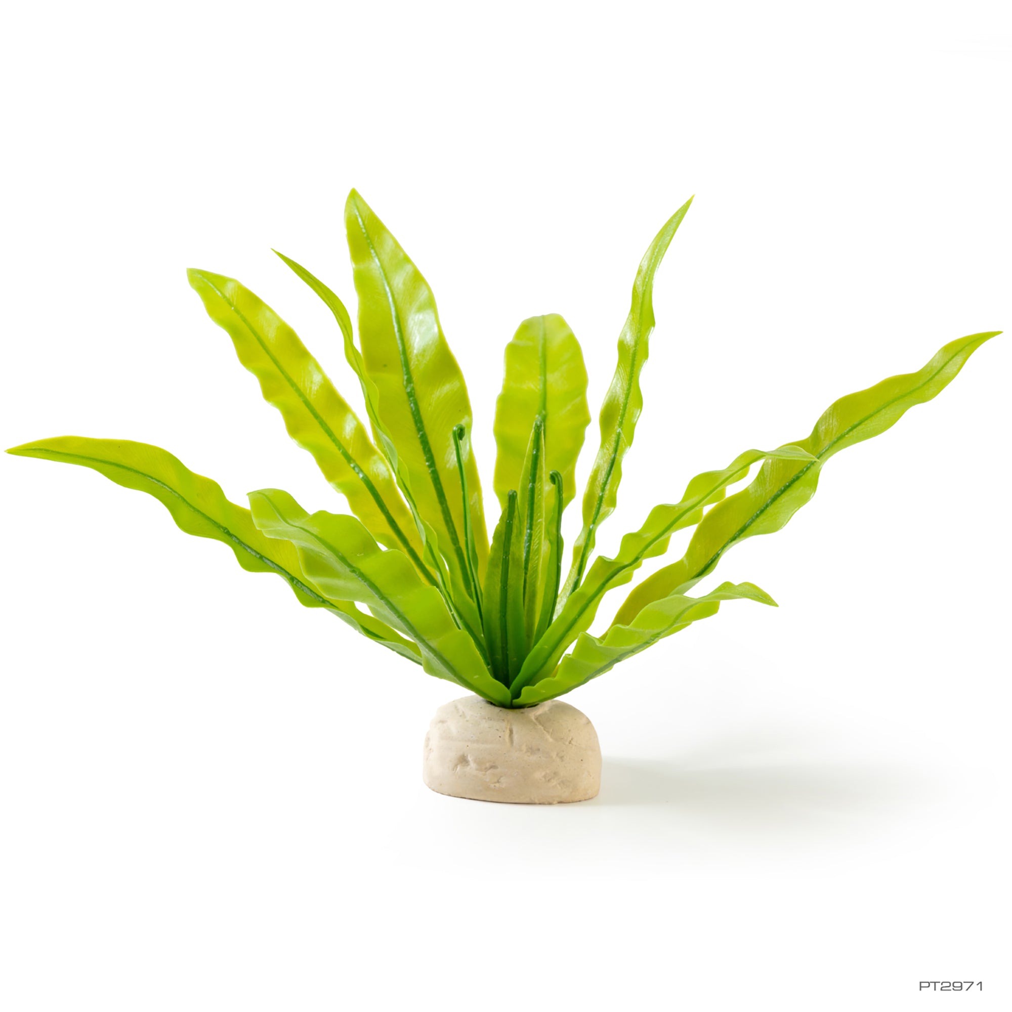 Exo Terra Birds Nest Fern Ground Cover – Reptilian Arts