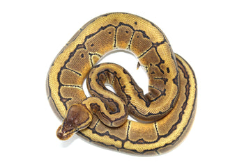 Ball Pythons – Reptilian Arts