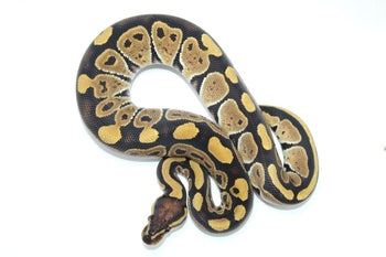 Ball Pythons – Reptilian Arts