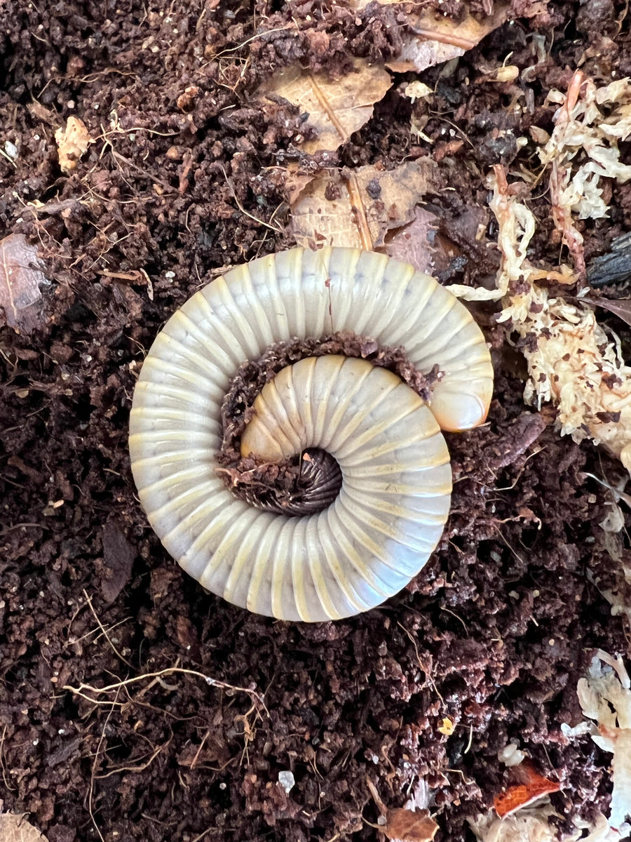 Yellow Banded Oak Millipede – Reptilian Arts