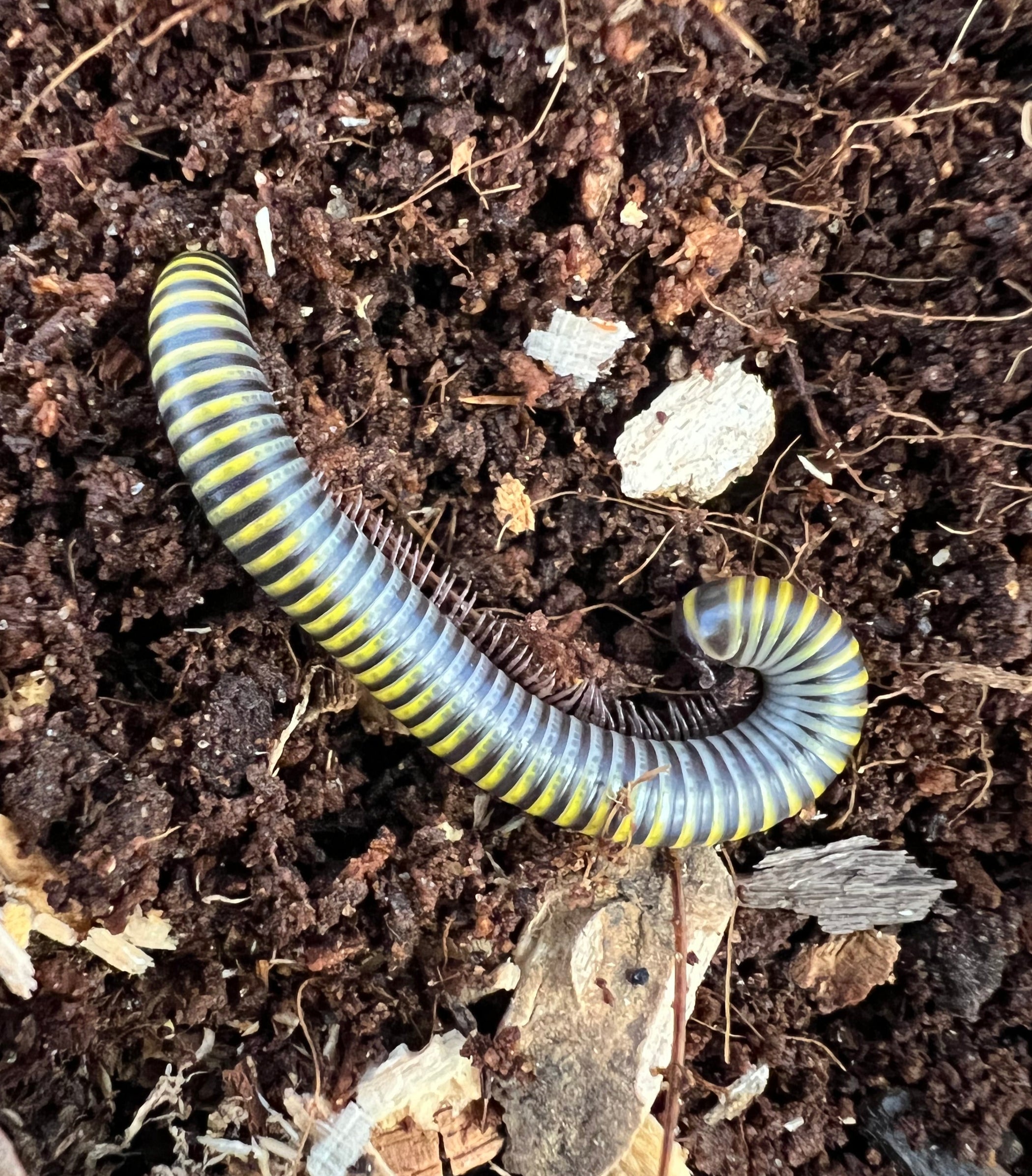 Jamaican Bumblebee Millipede – Reptilian Arts