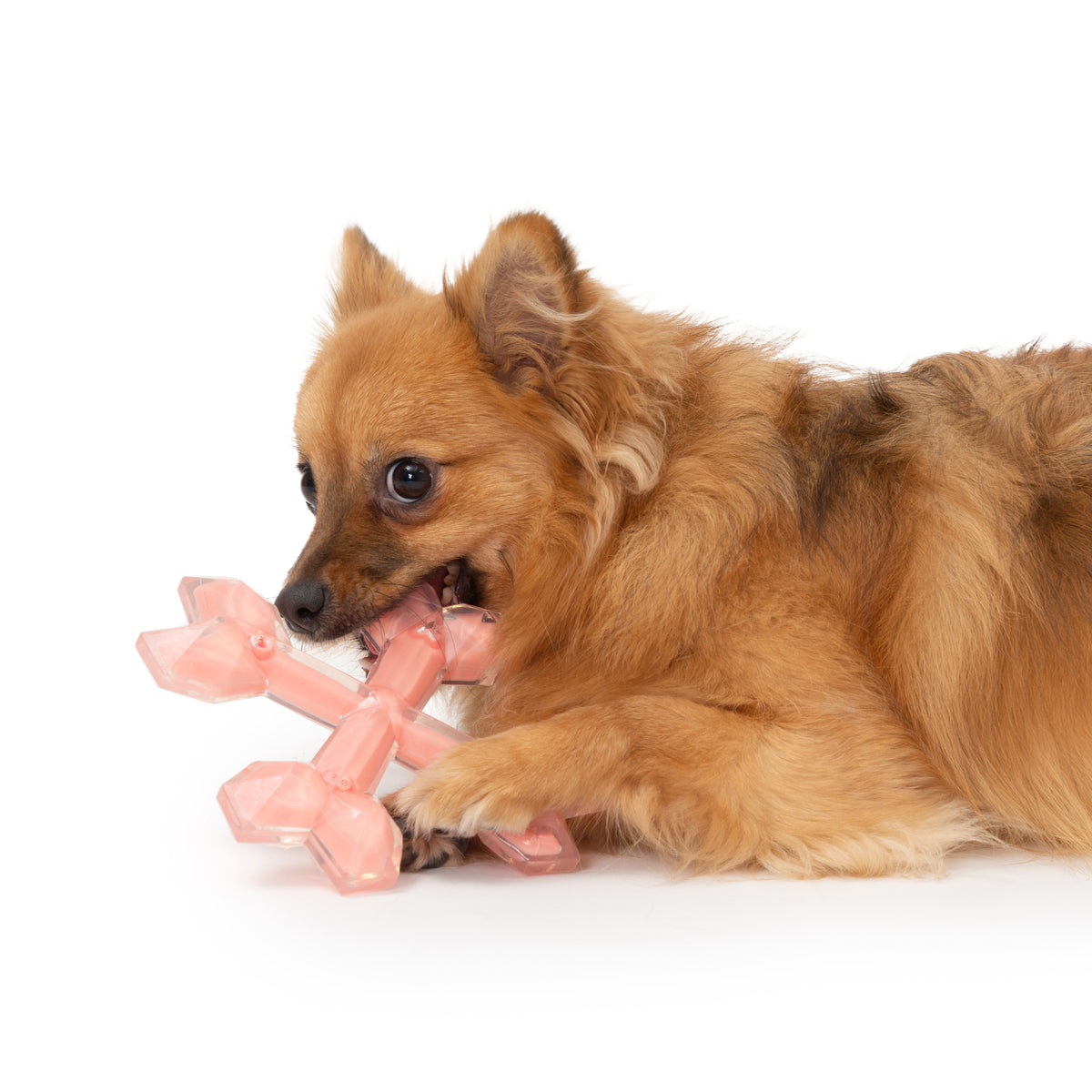 Zeus Duo Cross Bones (6in) Coral Chicken – Reptilian Arts
